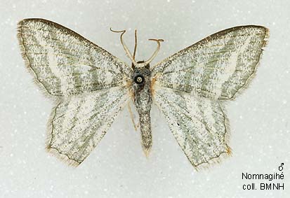 Papua Insects Foundation (Lepidoptera/Geometridae(Geometrinae)/Maxates ...